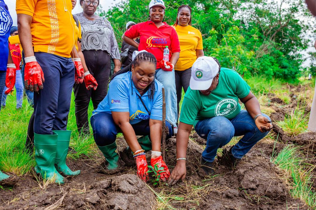 NAPET Ladies plant 800 seedlings in support of Green Ghana Day ...
